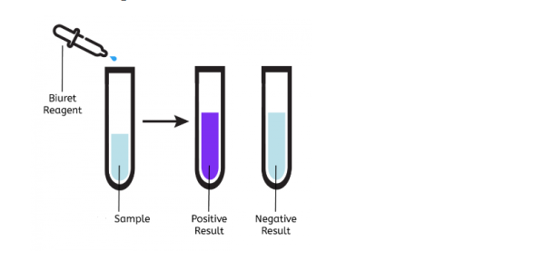 Biuret Test: Principle, Reagent & Result Interpretation - VIVA DIFFERENCES
