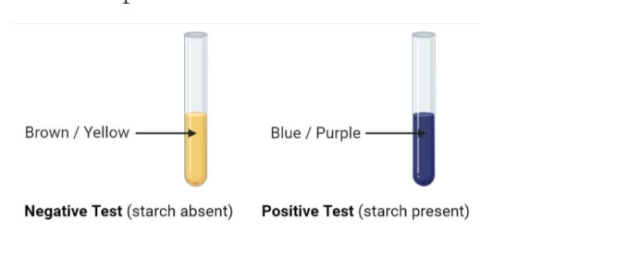 Iodine Test For Starch: Reagents, Procedure & Results Interpretation ...