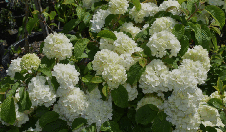 28 Types of Viburnum Shrubs & How To Identify Them - VIVA DIFFERENCES