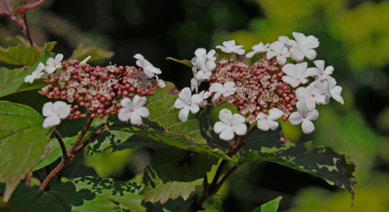 28 Types of Viburnum Shrubs & How To Identify Them - VIVA DIFFERENCES
