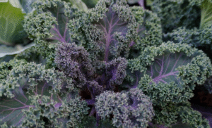 28 Different Types of Kale & Their Uses - VIVA DIFFERENCES