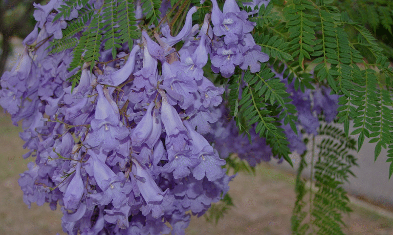 10 Types of Jacaranda Trees - (Identification Guide) - VIVA DIFFERENCES