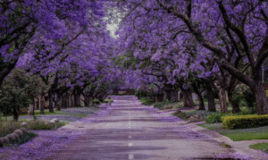 10 Types of Jacaranda Trees – (Identification Guide) - VIVA DIFFERENCES