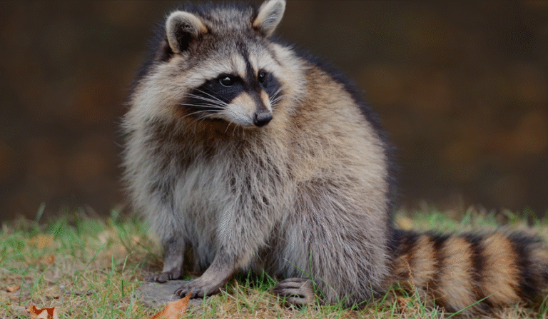18 Types of Raccoons - (Identification Guide) - VIVA DIFFERENCES