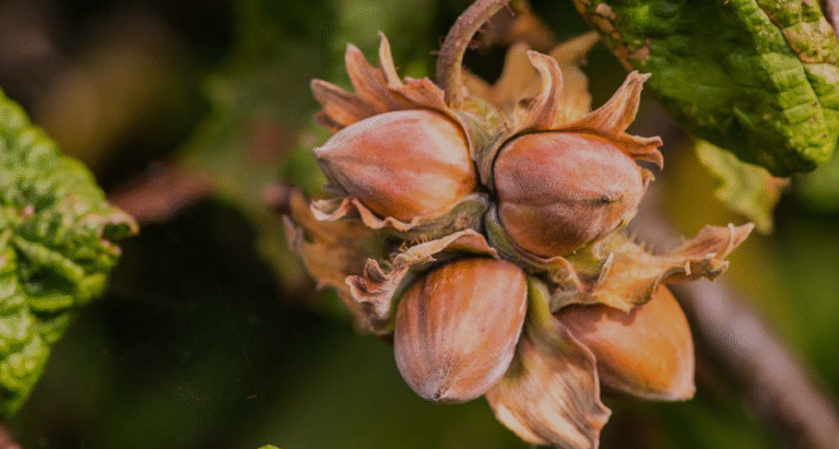16 Types of Hazelnut Trees & Their Identifying Characteristics - VIVA ...