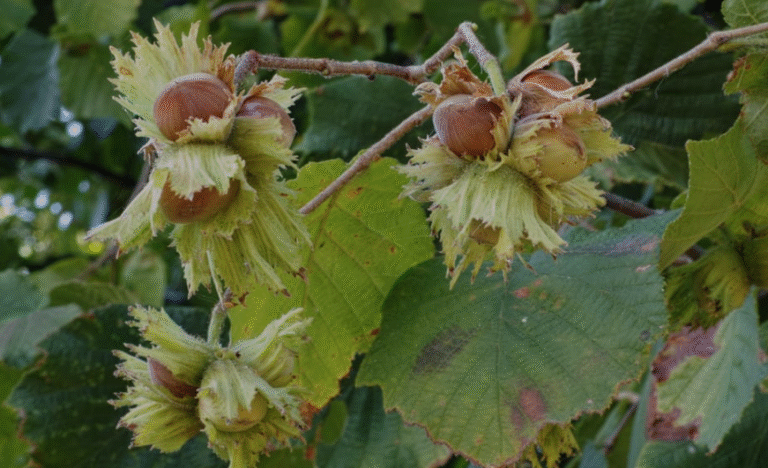 16 Types of Hazelnut Trees & Their Identifying Characteristics - VIVA ...