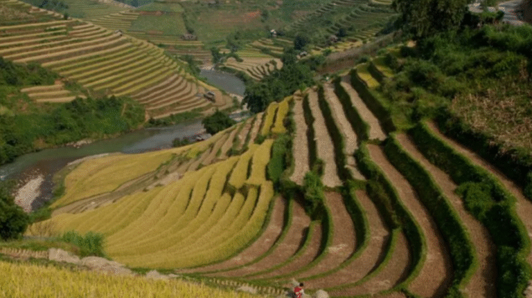 6 Types of Terracing In Agriculture & Their Characteristics - VIVA ...
