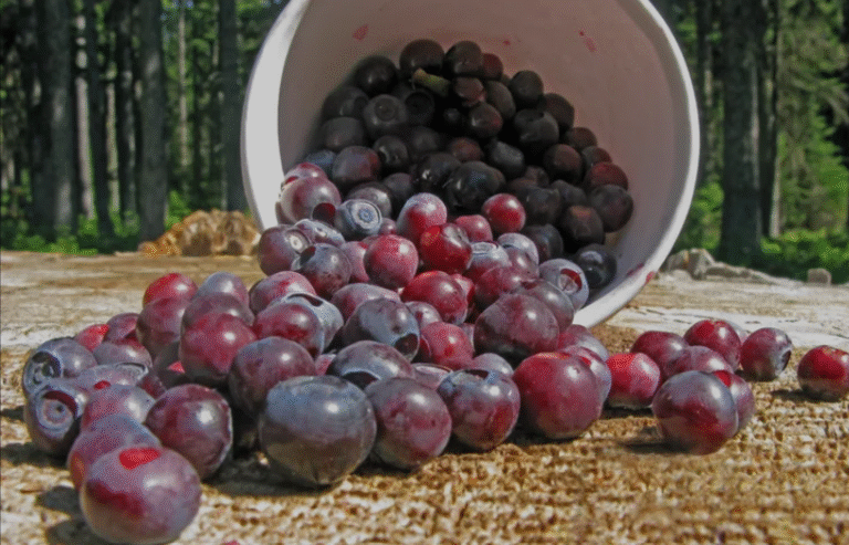 12 Types of Huckleberry - VIVA DIFFERENCES