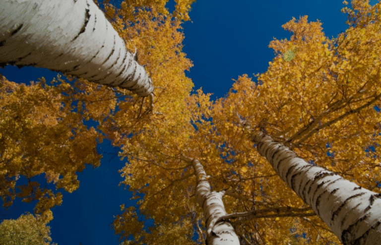 16 Types of Aspen Trees – (With Their Identifying Characteristics ...