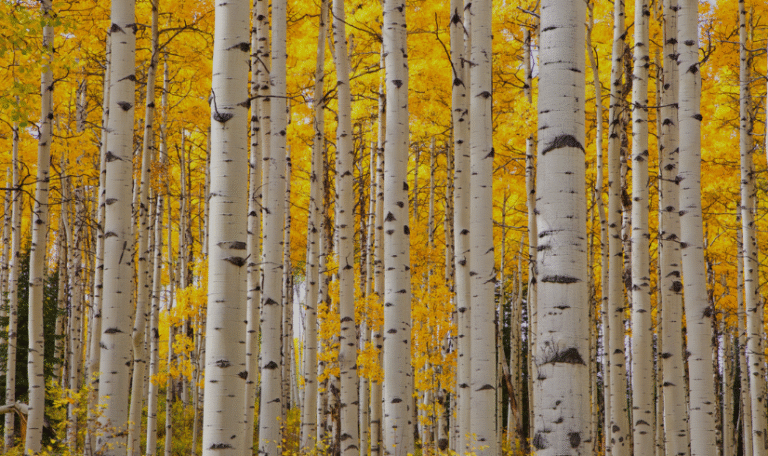 16 Types of Aspen Trees – (With Their Identifying Characteristics ...
