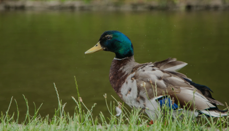 10 Ducks That Eat Fish - (Identification, With Pictures) - VIVA DIFFERENCES