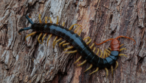 21 Types of Centipedes – (Identification, With Pictures) – VIVA DIFFERENCES