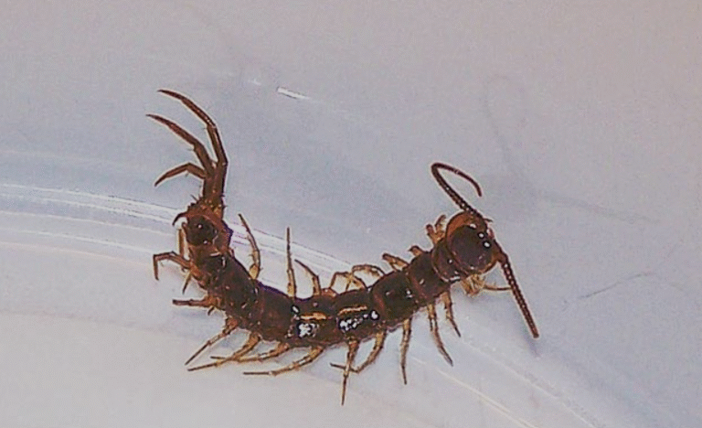 24 Bugs that Look like Centipedes – (Identification, With Pictures ...