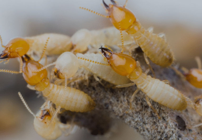 24 Bugs That Eat Wood - (Identification, With Pictures) - VIVA DIFFERENCES