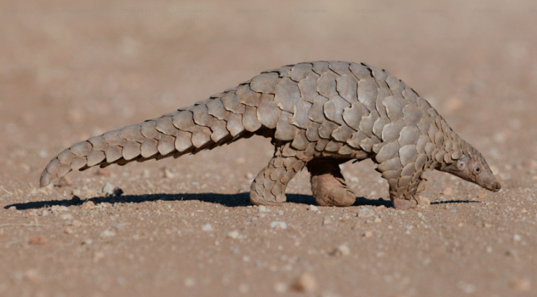52 Animals & Creatures That Live In the Desert – (Identification, With ...