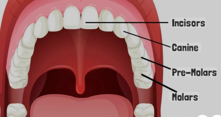10 Different Types of Teeth - Identification Guide - VIVA DIFFERENCES