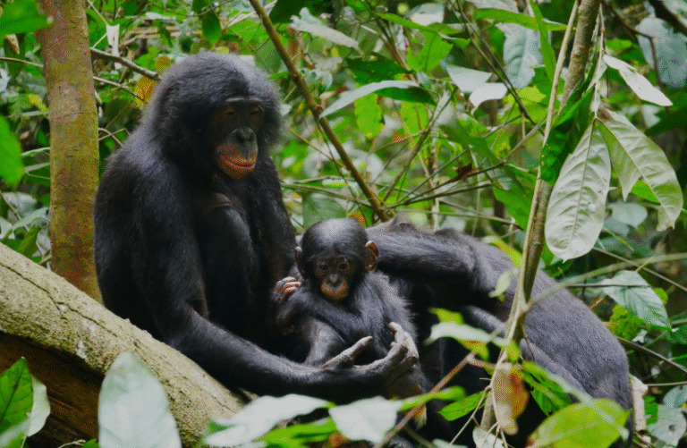 Bonobo vs Chimpanzee — What's the Difference? - VIVA DIFFERENCES