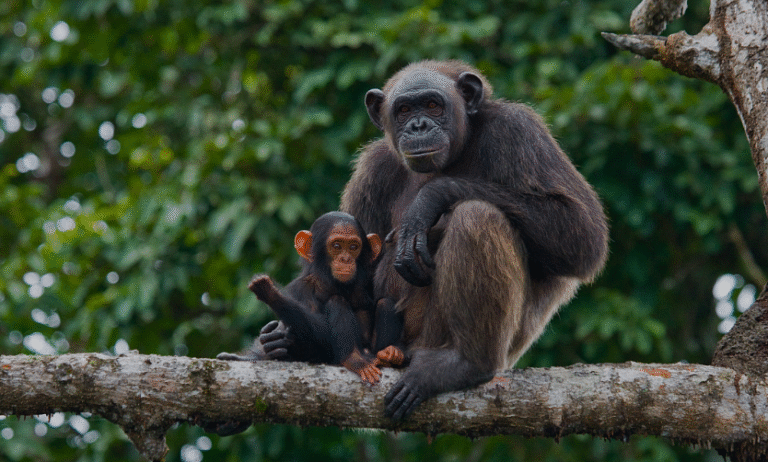 Bonobo vs Chimpanzee — What's the Difference? - VIVA DIFFERENCES