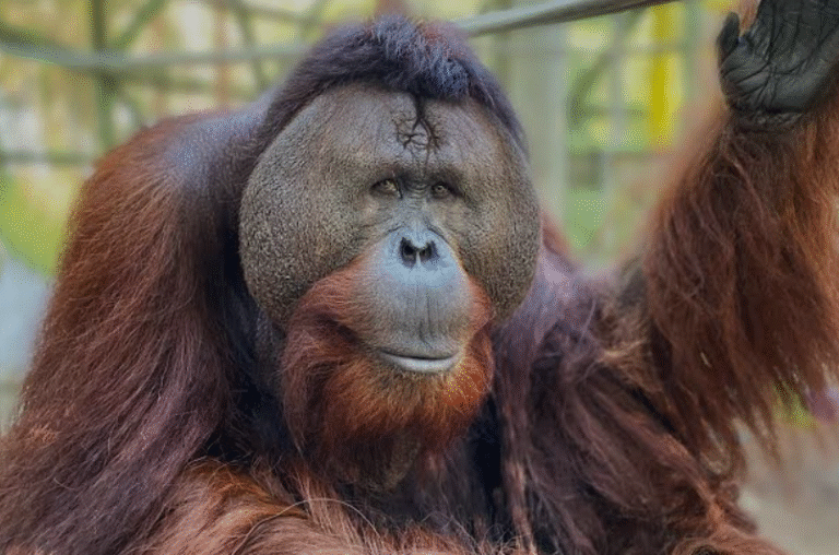 28 Types of Apes – (Identification, With Pictures) -Explore meaningful ...
