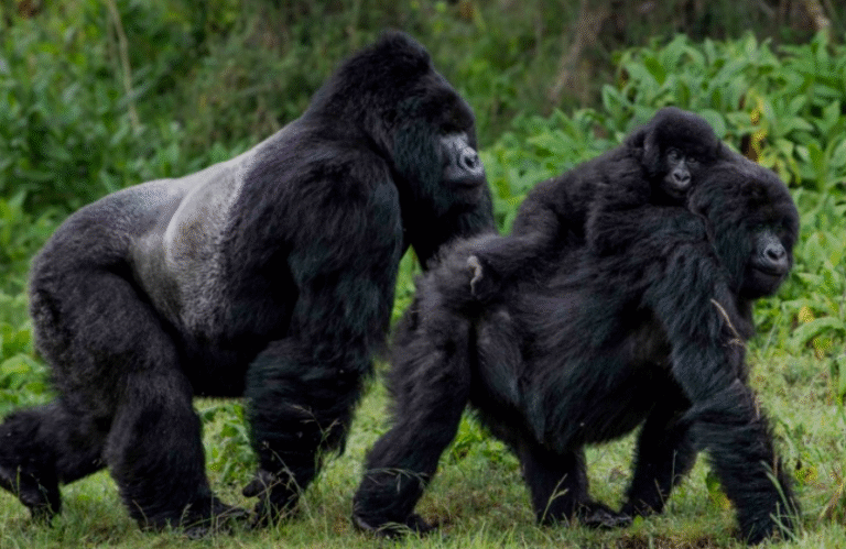 4 Types of Gorillas - (Identification, With Pictures) - VIVA DIFFERENCES