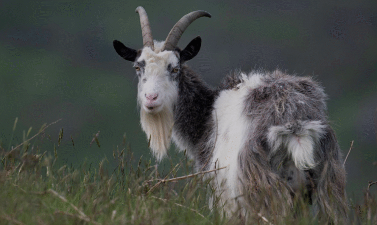 48 Types of Goat Breeds - (Identification, With Pictures) - VIVA ...