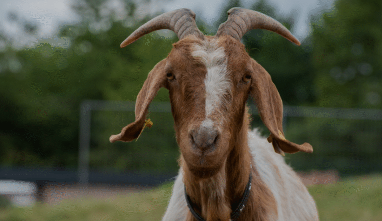 29 Types of Goats With Horns - VIVA DIFFERENCES