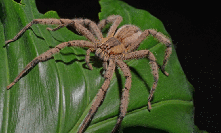 28 Facts About Banana Spider - VIVA DIFFERENCES
