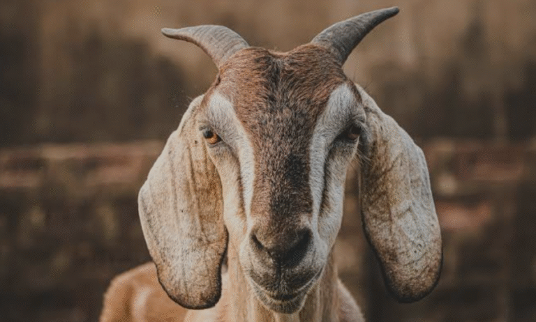 17 Goat Breeds With Floppy/Droopy Ears - VIVA DIFFERENCES